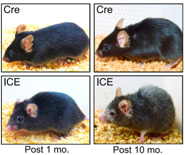 What Causes Aging? An Epigenetics Study From The Sinclair Lab May Have an Answer