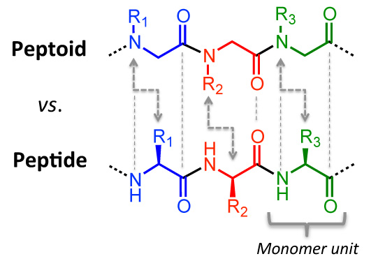 Biomimicry Within Bowdoin: The Ongoing Development of Peptoids