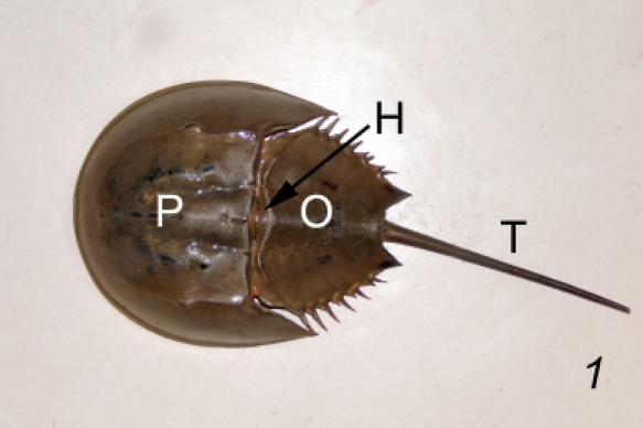 Ending the Biomedical Harvest: Synthetic Alternatives to Horseshoe Crab ...