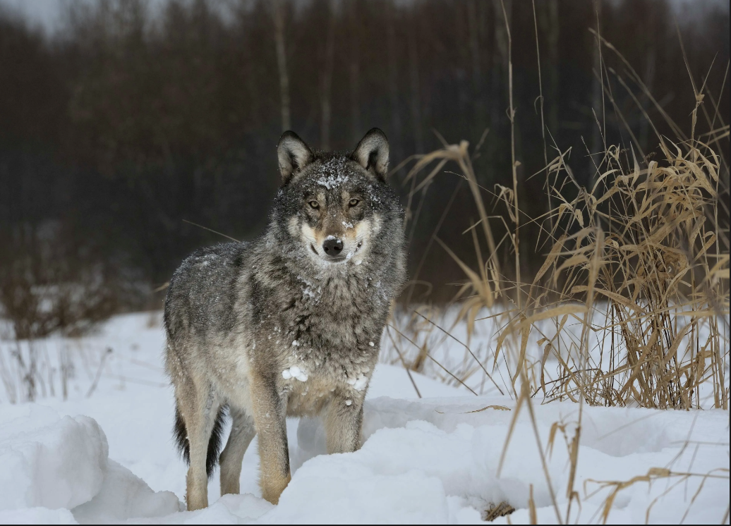 Chernobyl Wolves Living with Cancer