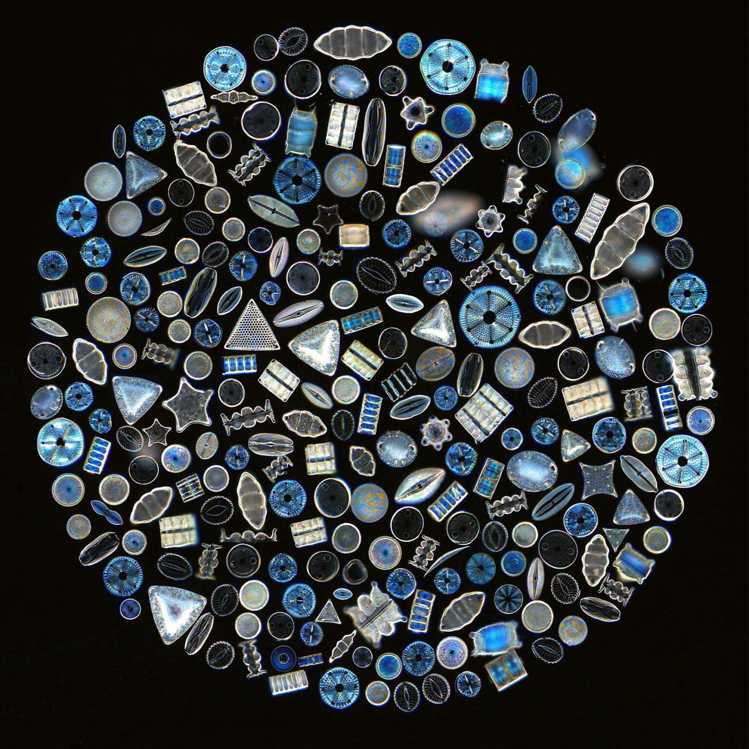 Auspicious Algae: Using Diatoms to make Disease-fighting Human Antibodies
