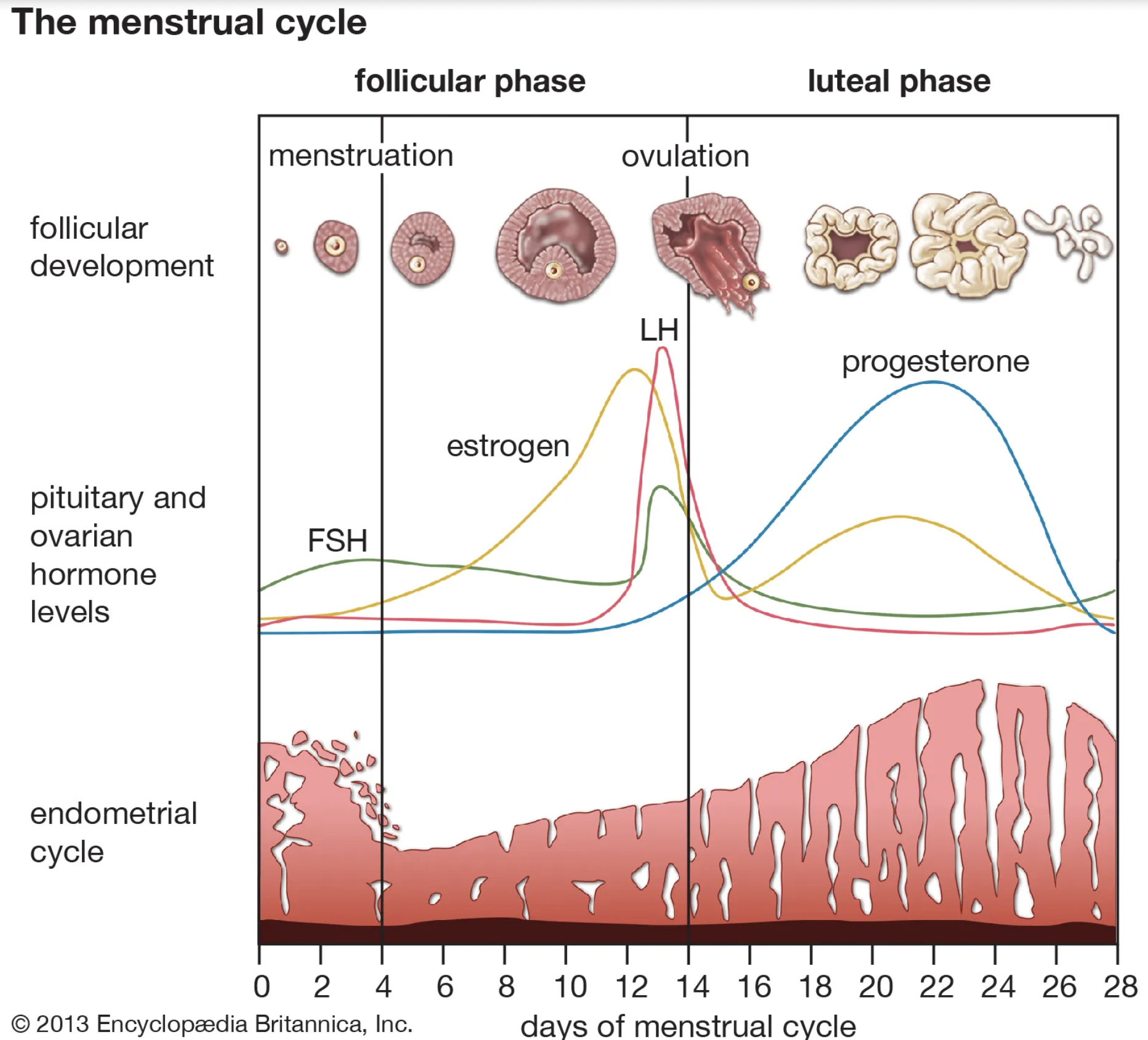 Timing Matters: How the menstrual cycle influences ACL injury in Female ...